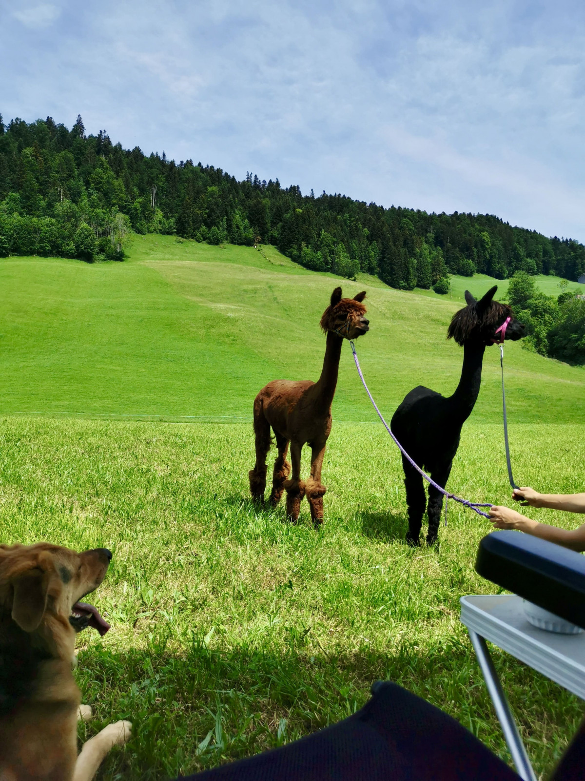 Camping Österreich: 9 Geheimtipps | AlpacaCamping